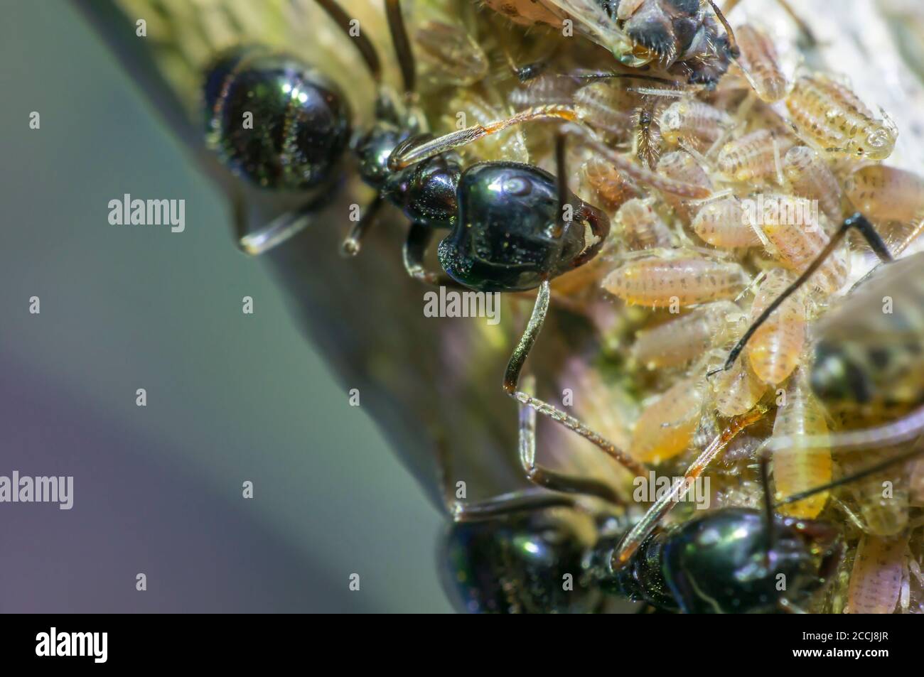 small black shiny ants milking aphids on an old tree Stock Photo - Alamy