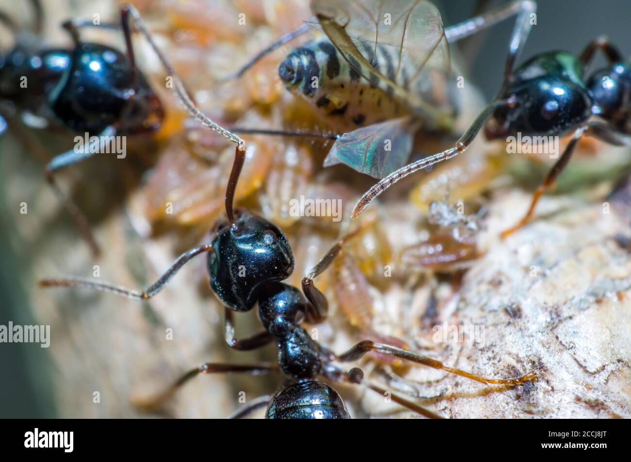 small black shiny ants milking aphids on an old tree Stock Photo - Alamy