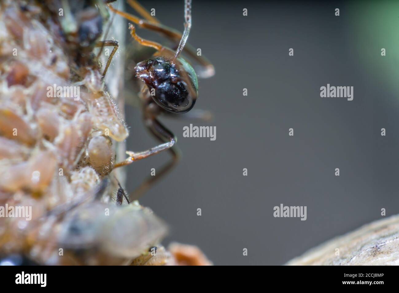 small black shiny ants milking aphids on an old tree Stock Photo - Alamy