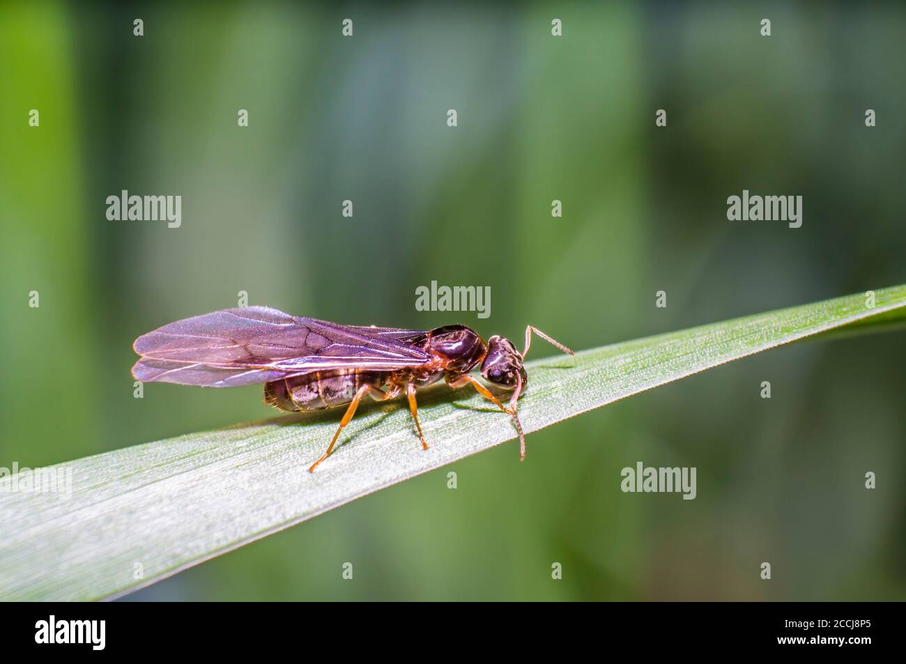 little fly ant on blade of grass Stock Photo - Alamy