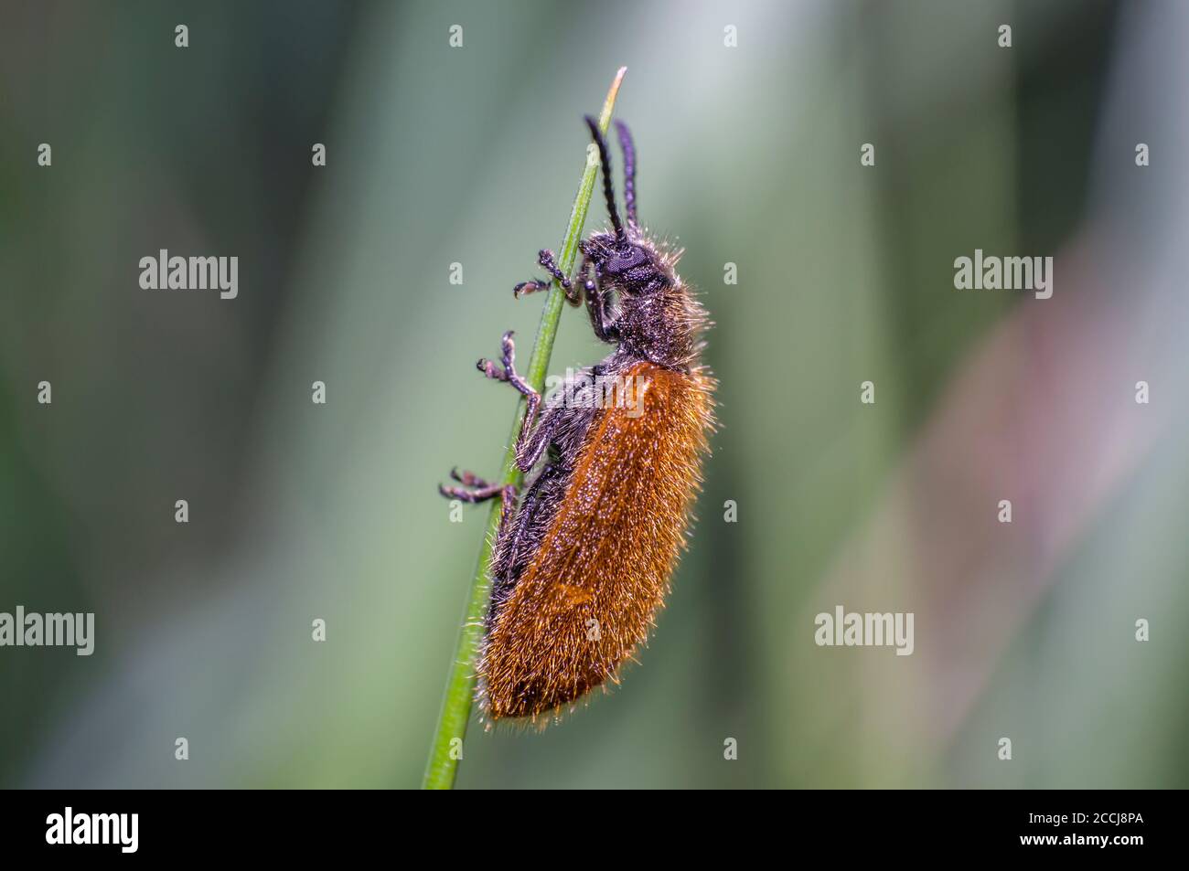 Hairy beetle hi-res stock photography and images - Alamy