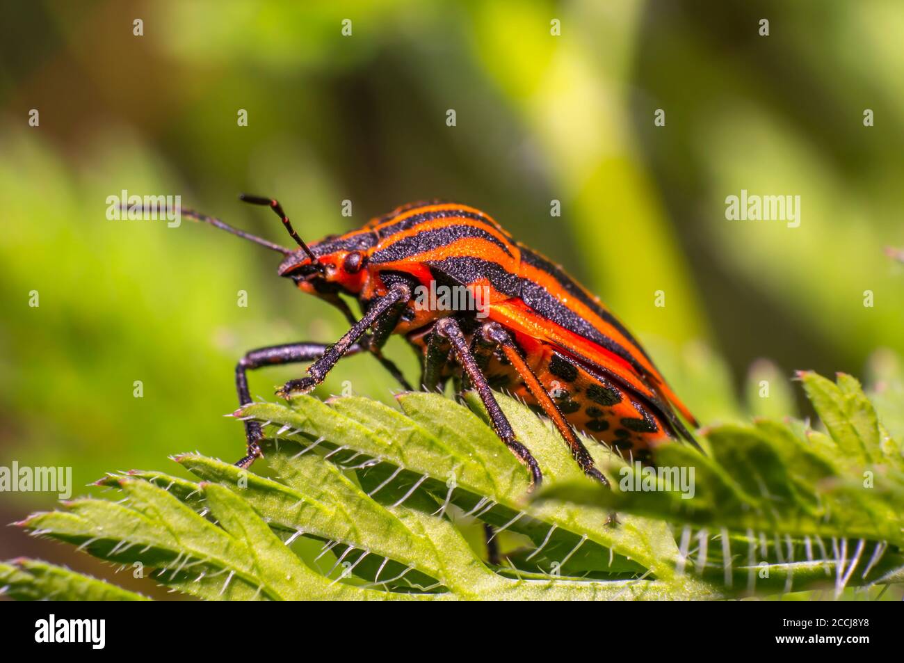 red black striped bug on blade of grass Stock Photo - Alamy