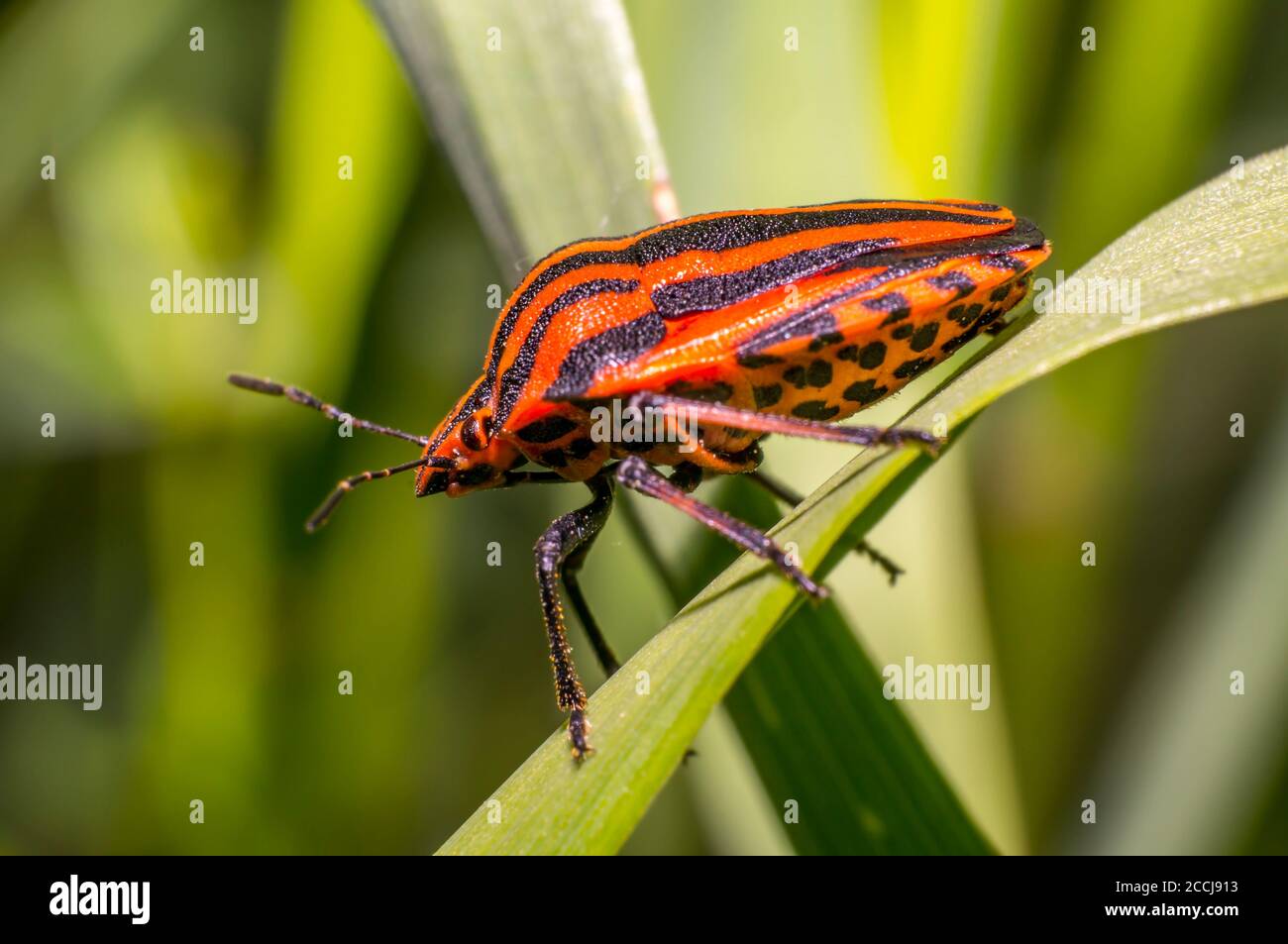 red black striped bug on blade of grass Stock Photo - Alamy