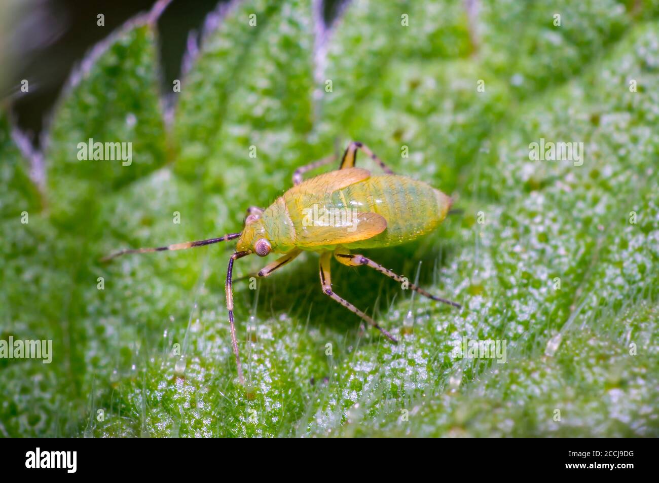 Yellow cicada flower hi-res stock photography and images - Alamy