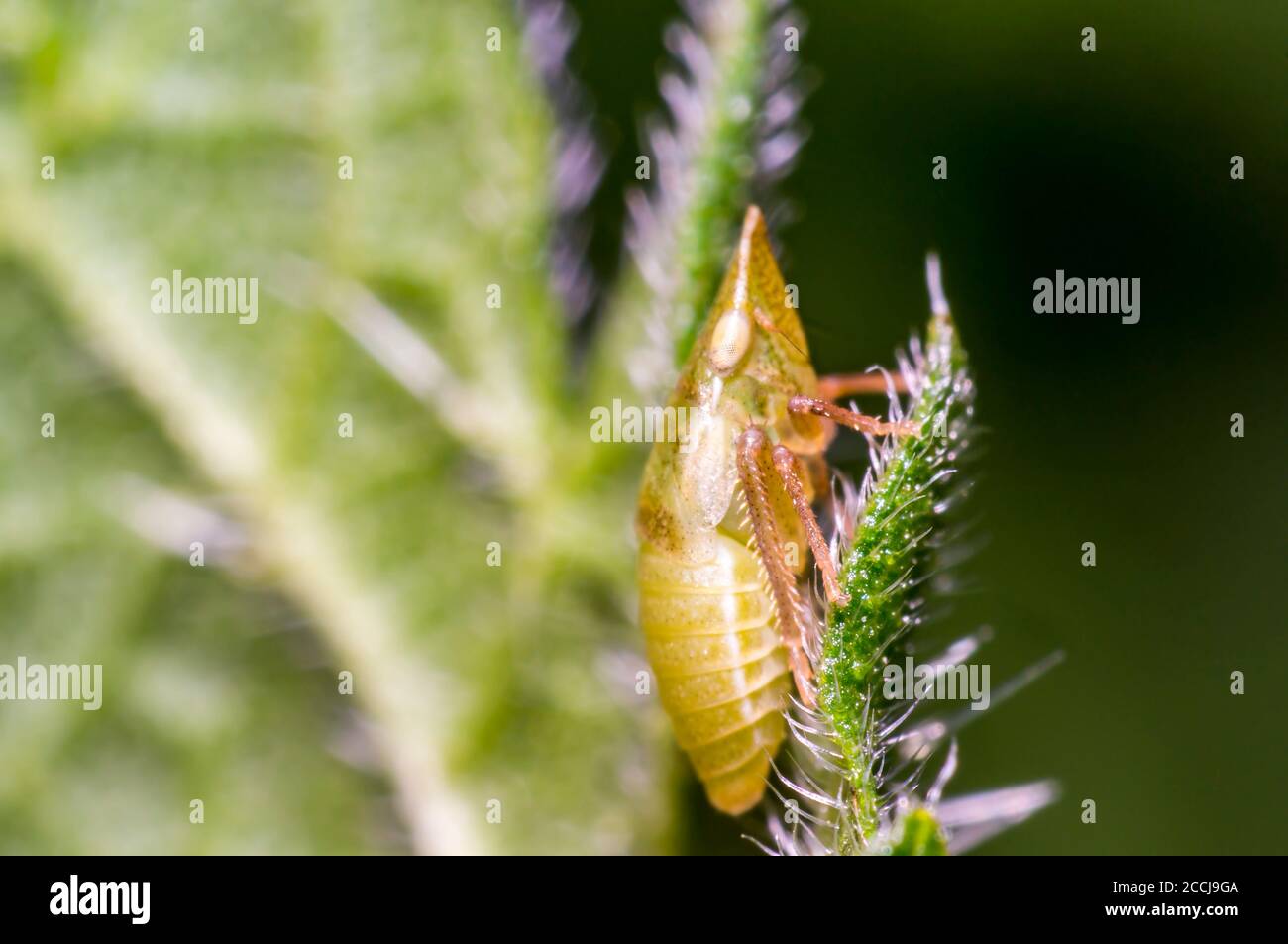 Yellow cicada flower hi-res stock photography and images - Alamy