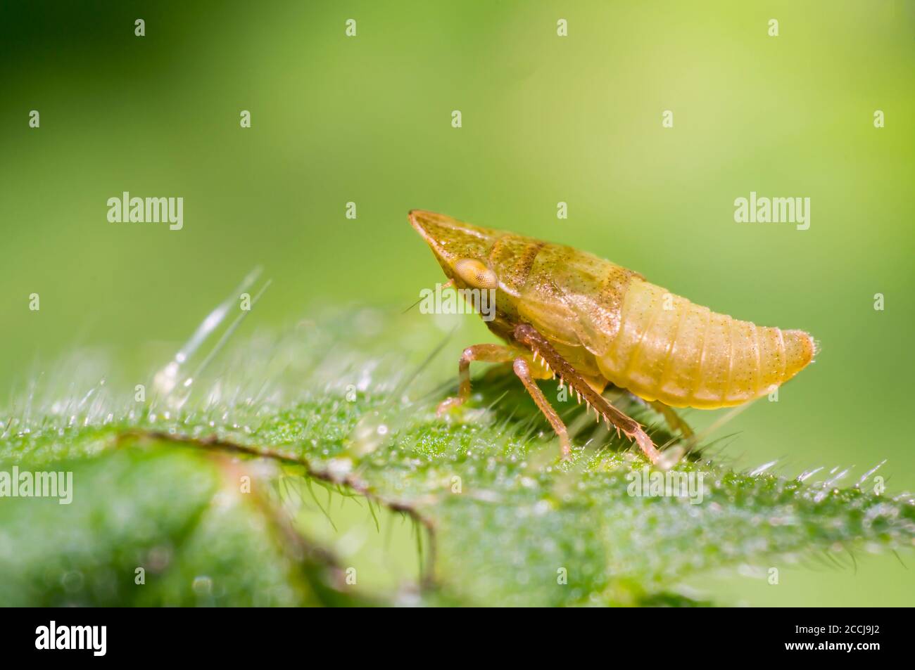 Yellow cicada flower hi-res stock photography and images - Alamy