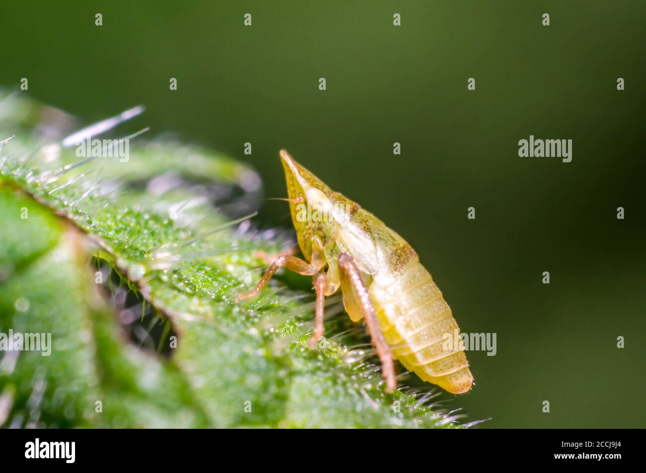 Yellow cicada flower hi-res stock photography and images - Alamy