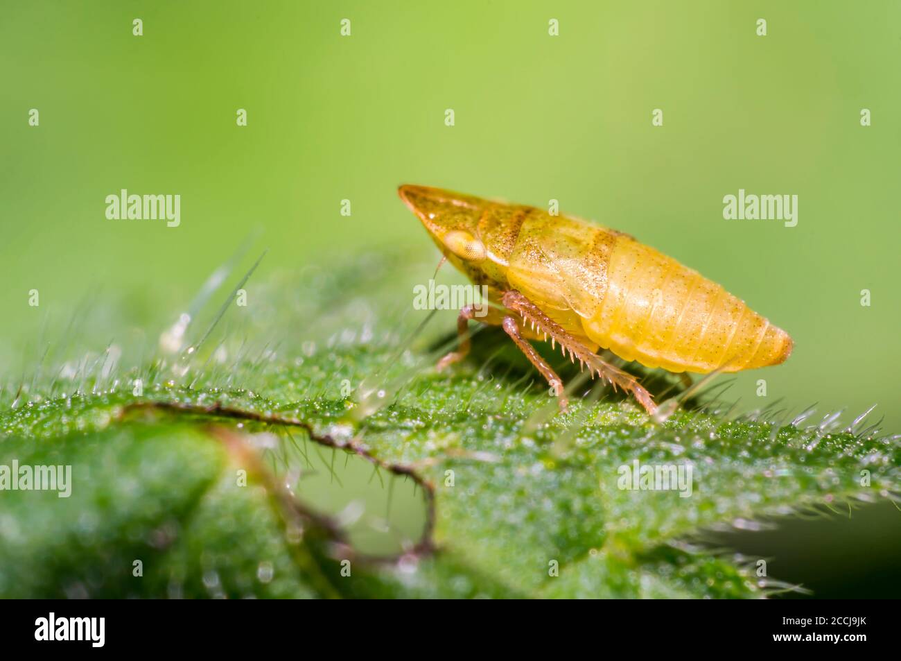Yellow cicada flower hi-res stock photography and images - Alamy