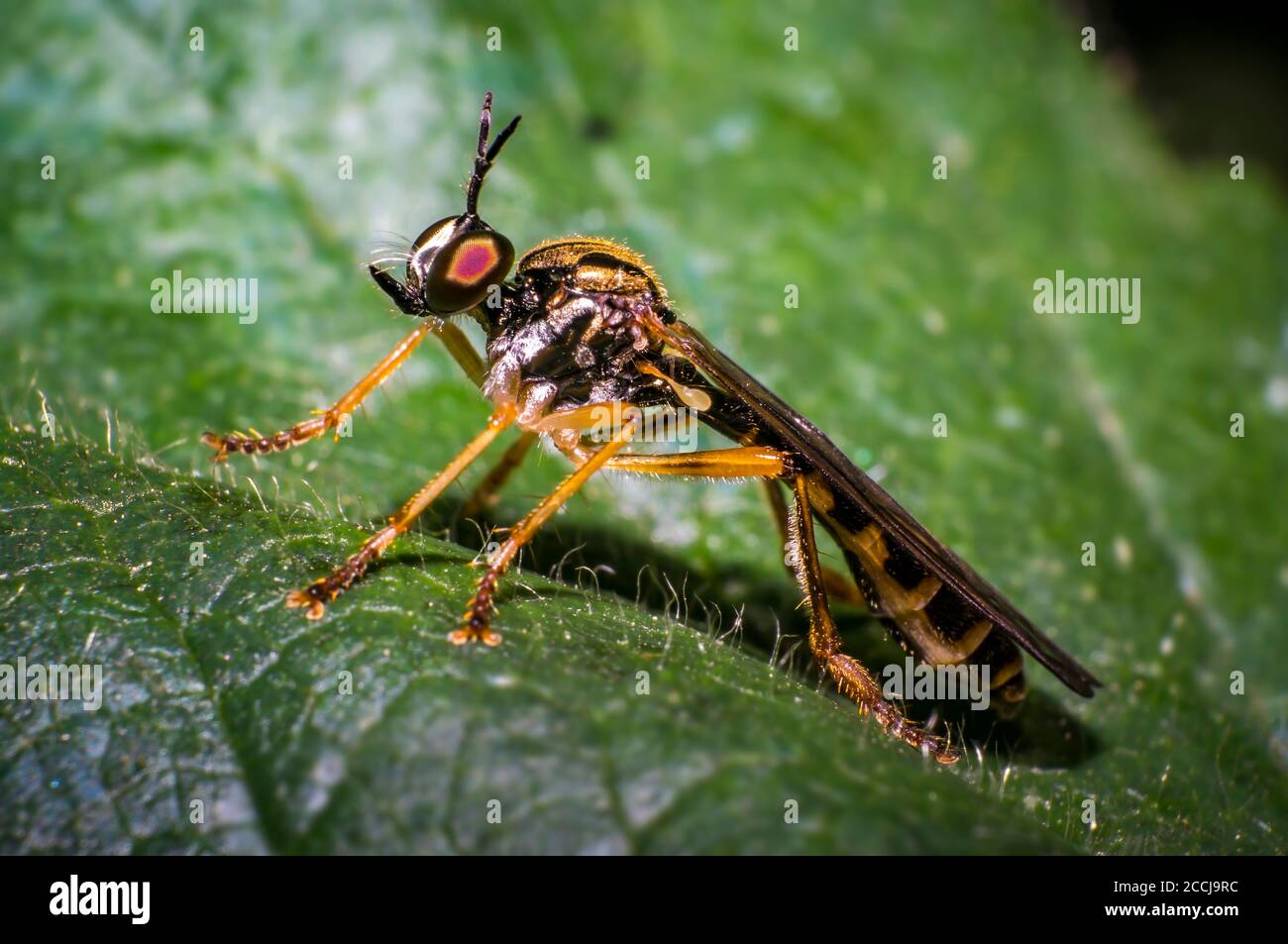 small predator wasp on green leaf in nature forest Stock Photo - Alamy