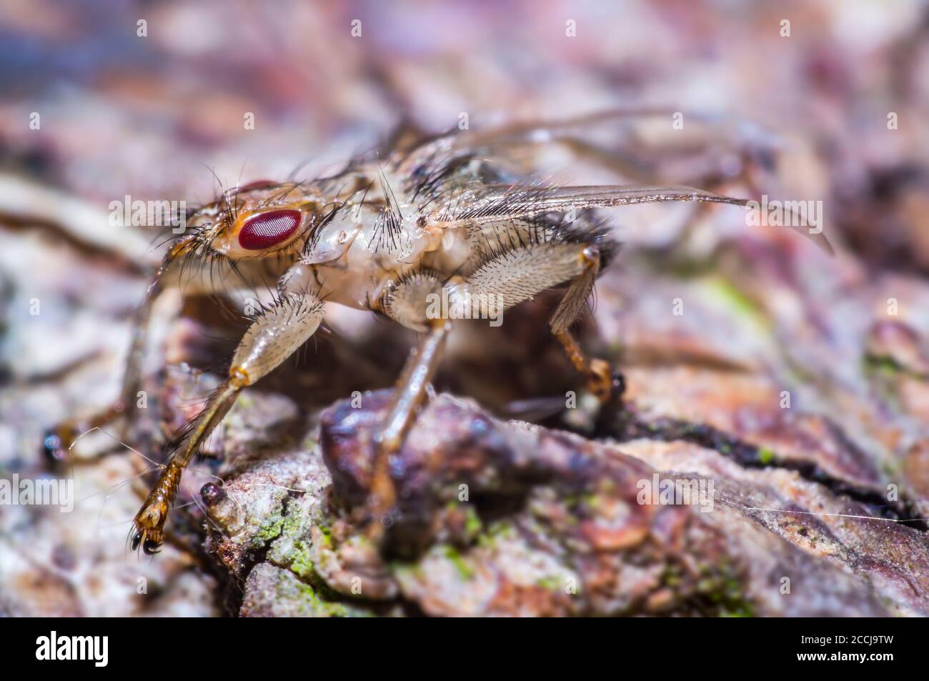 Water louse hi-res stock photography and images - Alamy