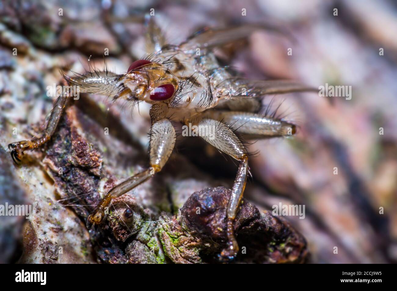 Louse fly hi-res stock photography and images - Alamy
