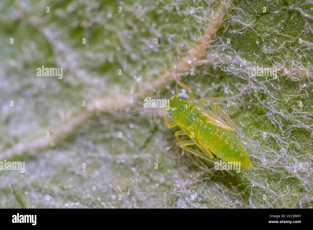 very small cicada on green leaf in the season garden Stock Photo - Alamy
