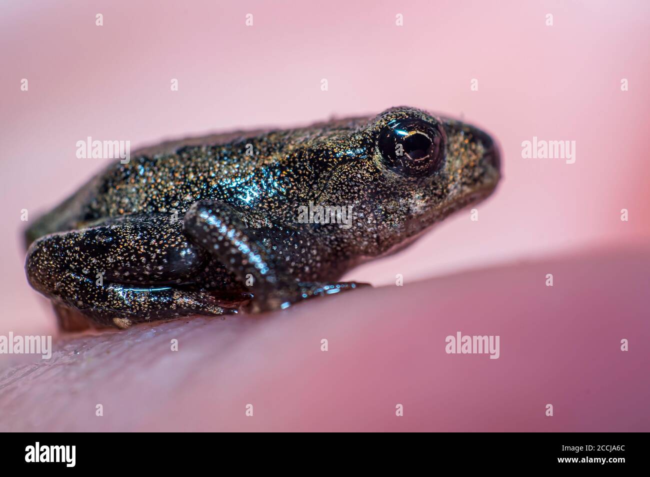 very small miniature young frog on my hand Stock Photo - Alamy