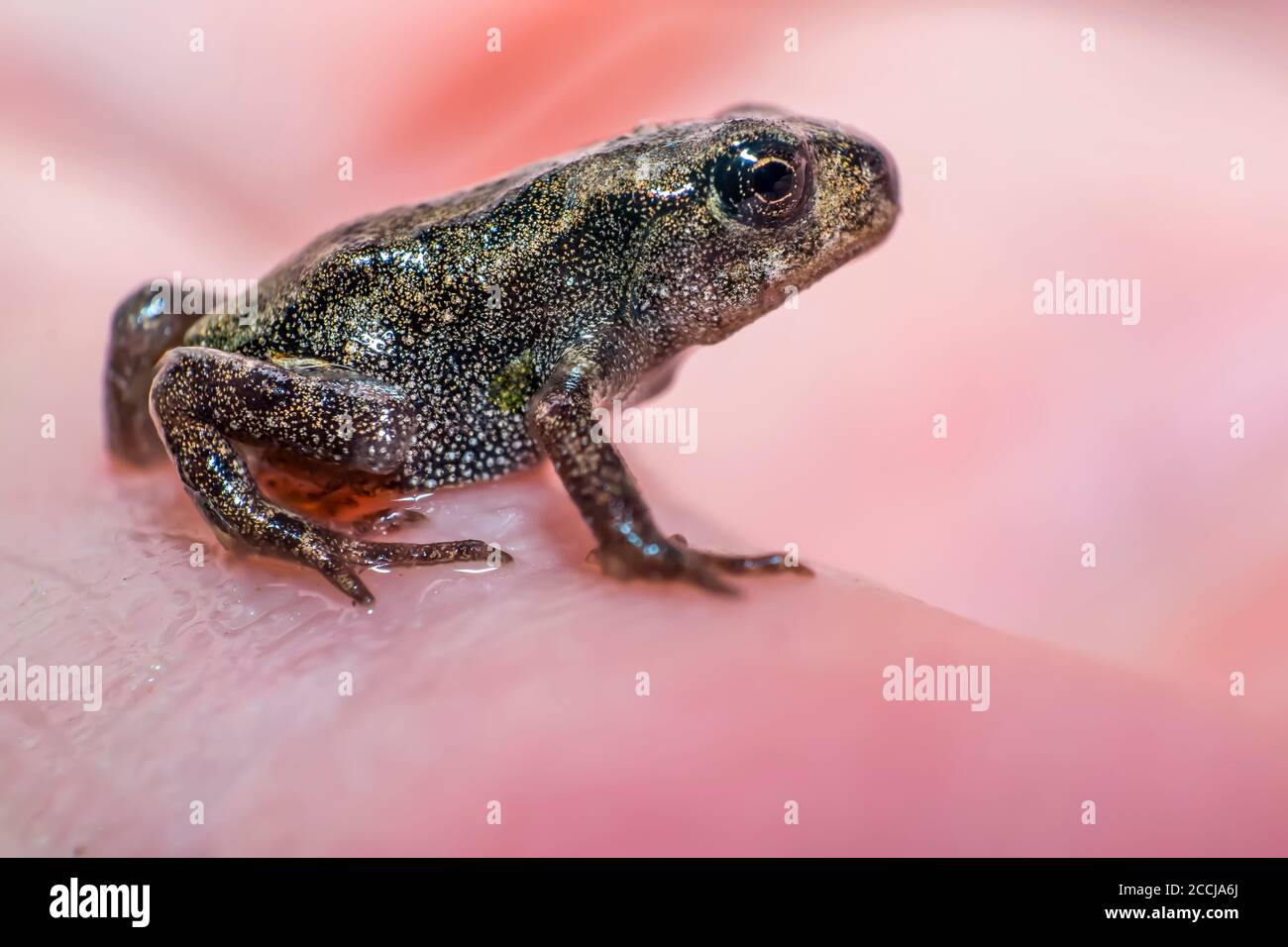 very small miniature young frog on my hand Stock Photo - Alamy