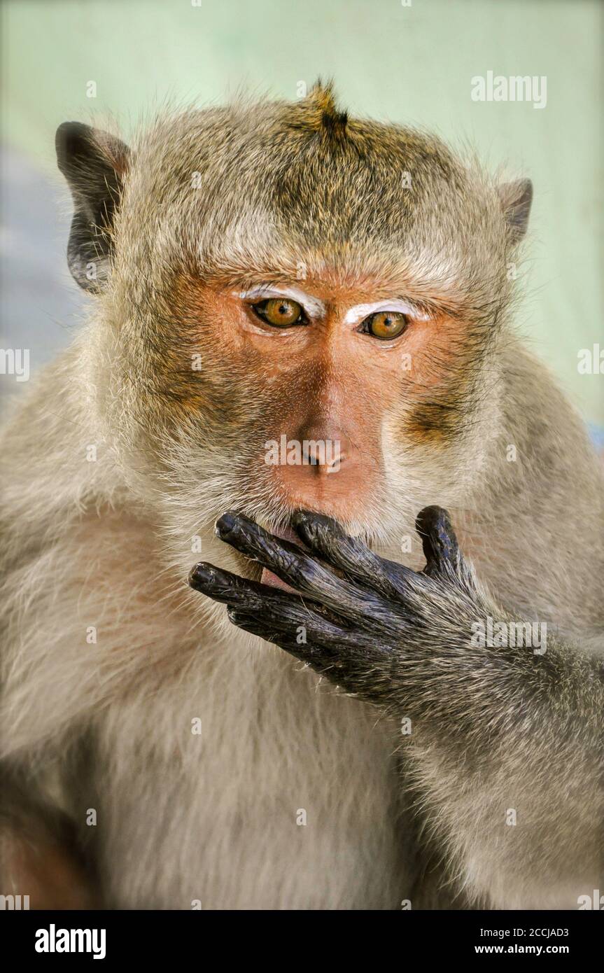 What Do Finger Monkeys Eat