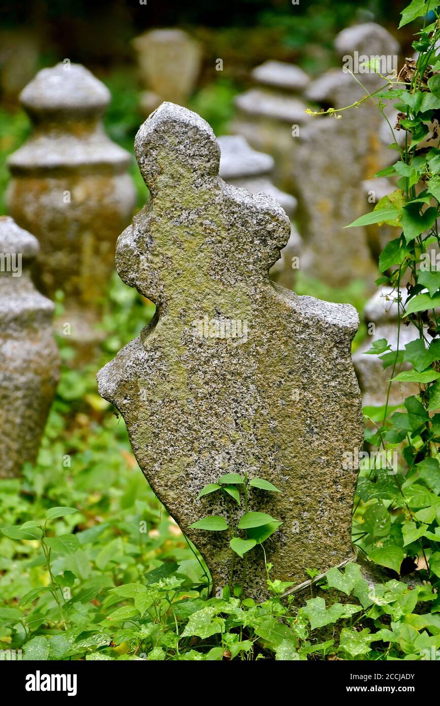 A perspective view of an old lopsided, lichen covered, stone headstone ...