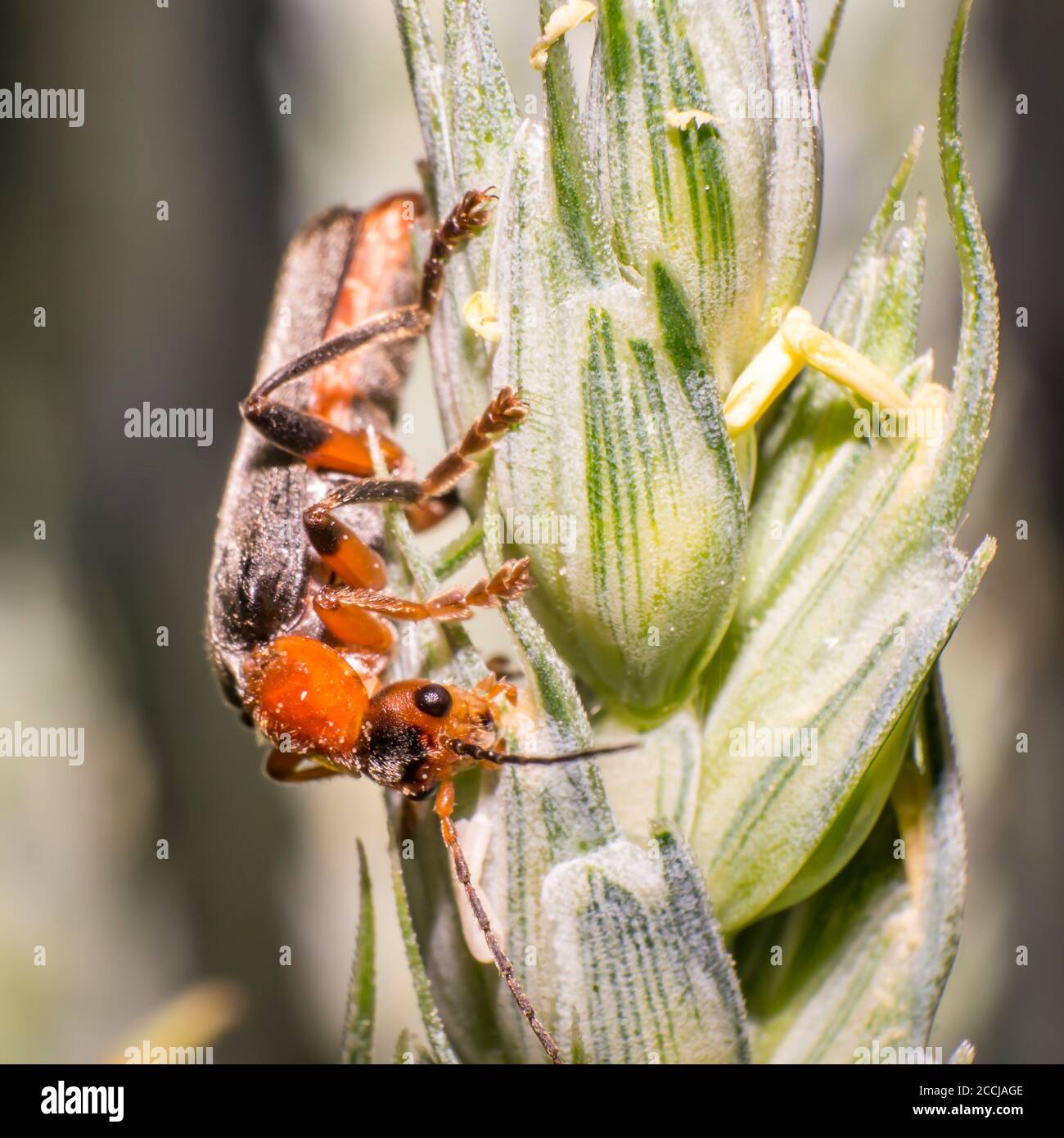 Soft beetle hi-res stock photography and images - Alamy