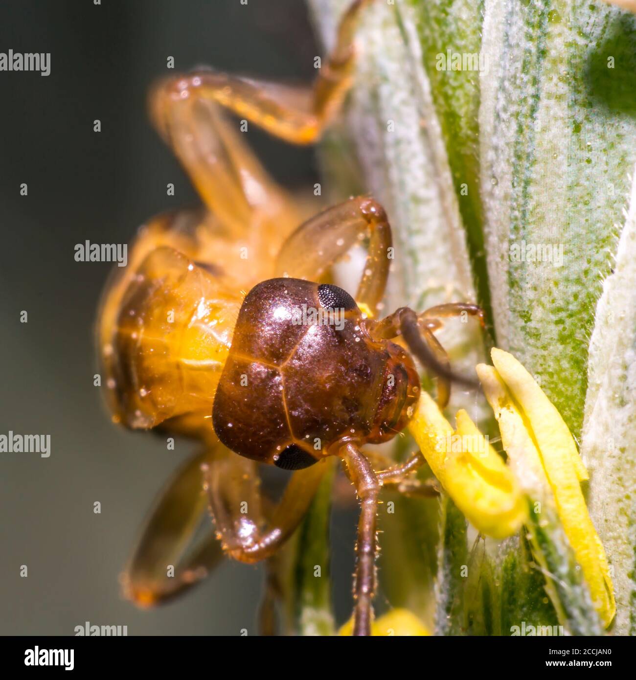 Earwig body macro hi-res stock photography and images - Alamy