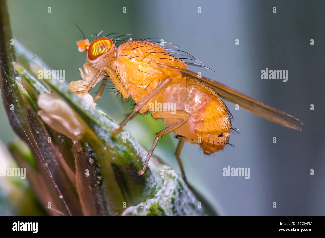 fruit fly on a blade of grass in the meadow Stock Photo - Alamy