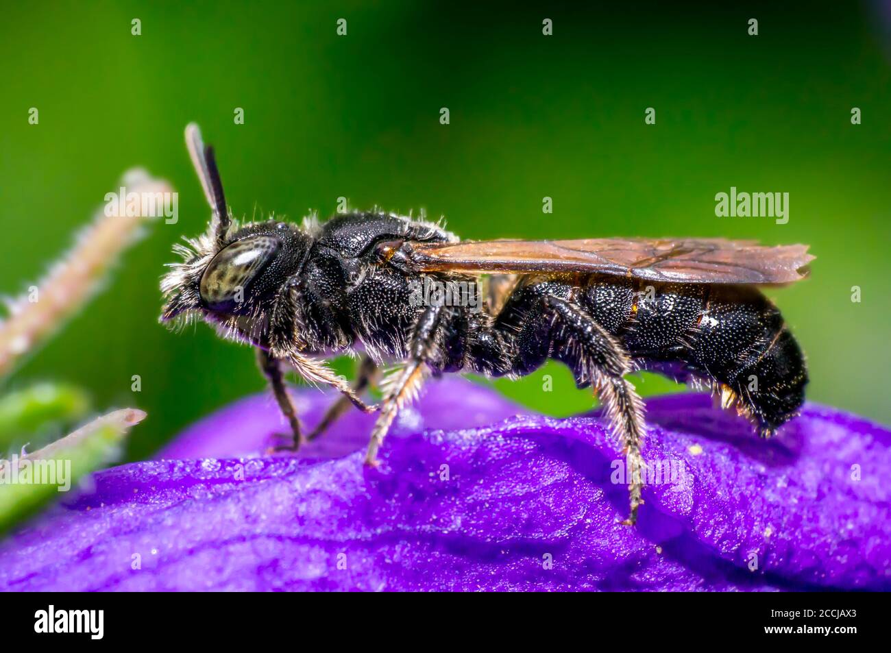 small robber wasp on purple blossom in season garden Stock Photo - Alamy