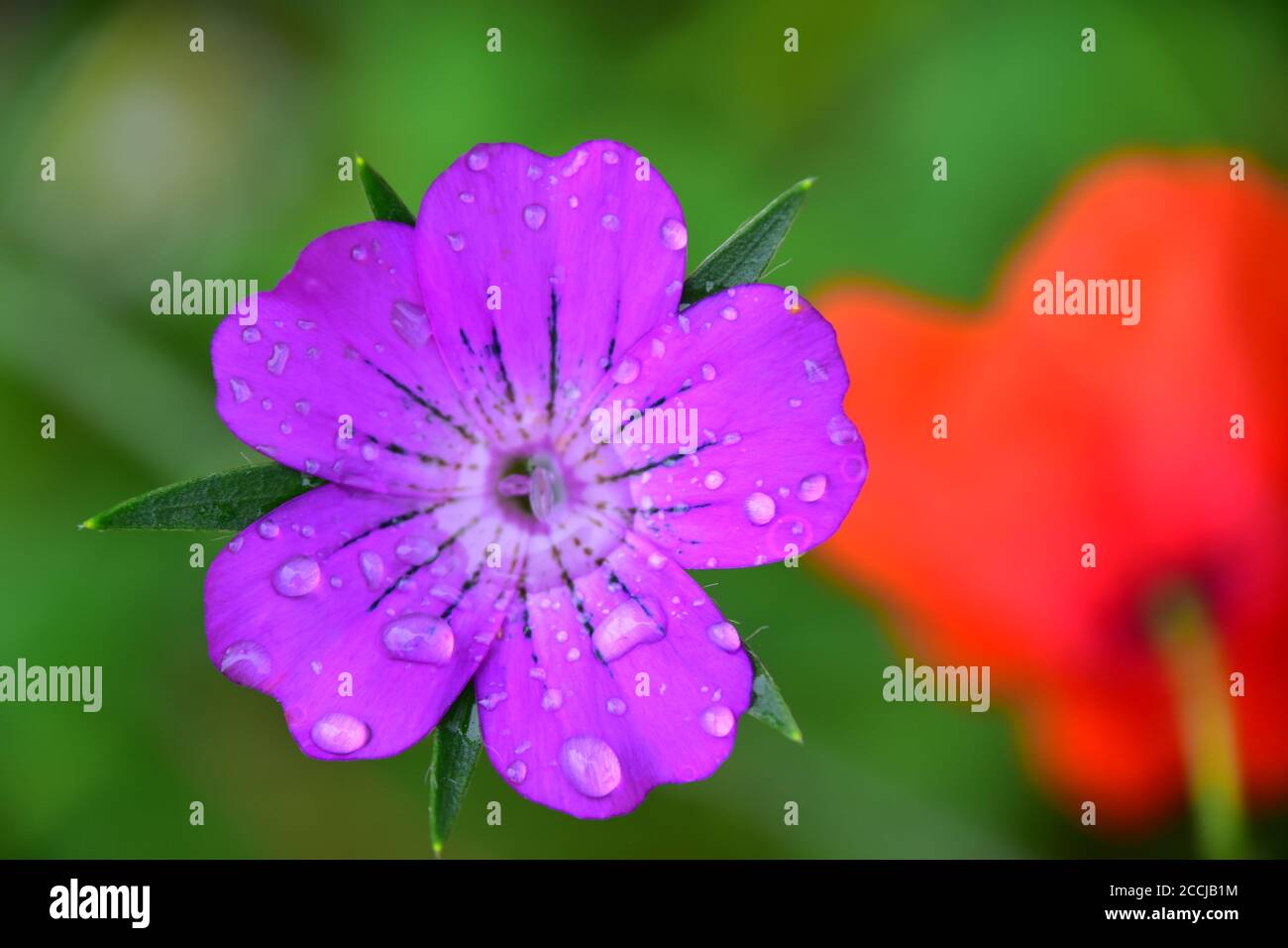 Micro wildflowers hi-res stock photography and images - Alamy