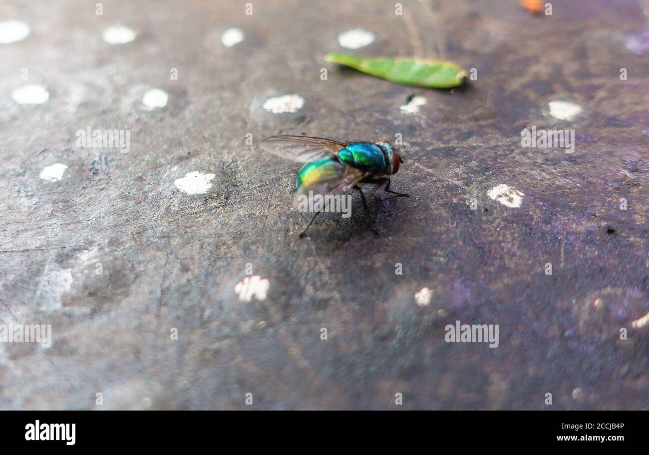 Fly on meat hi-res stock photography and images - Alamy