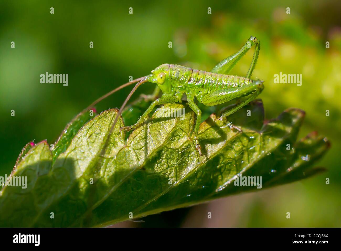 macro insect young green cricket sitting on a leaf Stock Photo - Alamy