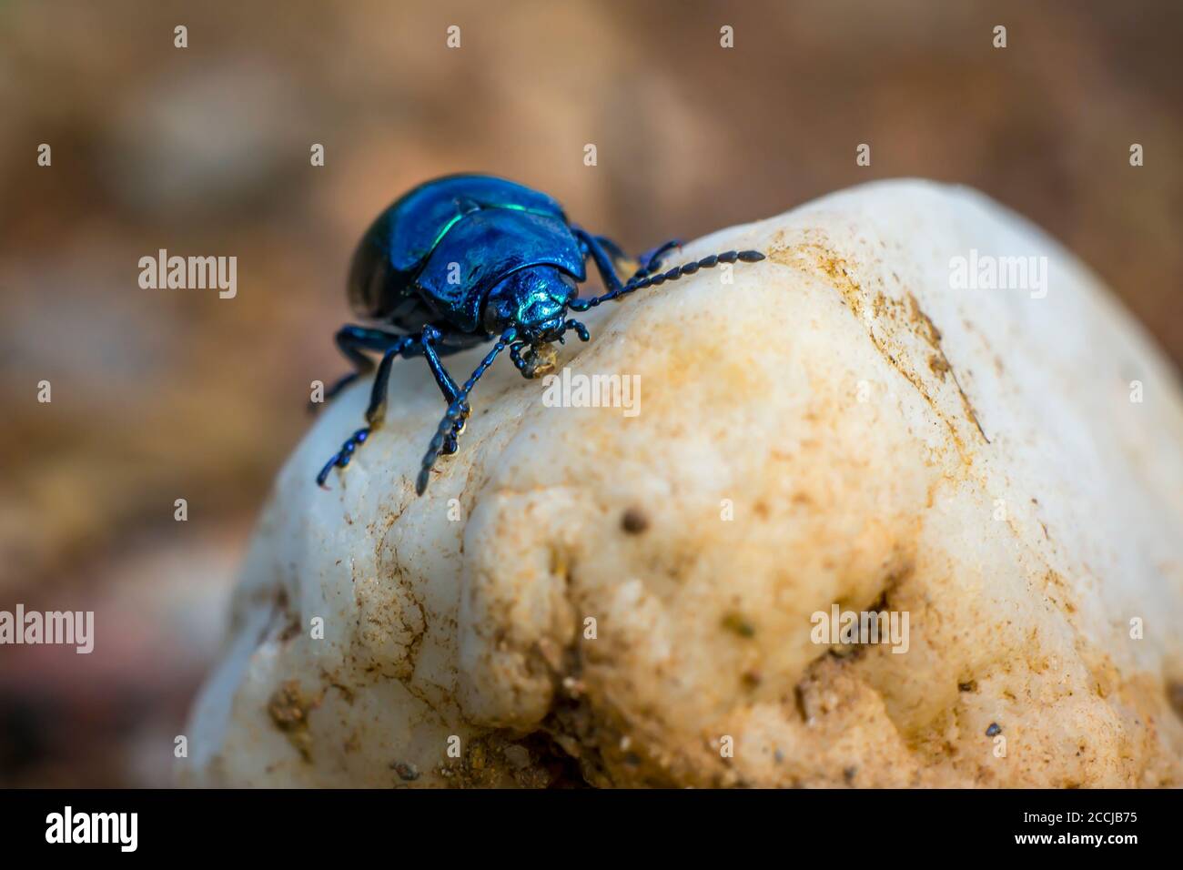 Macro insect Sky blue leaf beetle while eating on a stone Stock Photo ...