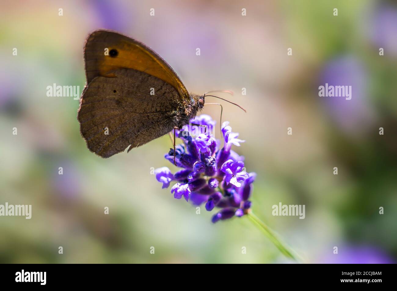little blossom butterfly in my season garden Stock Photo - Alamy