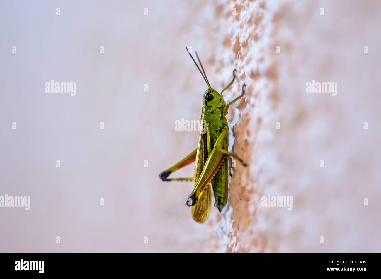 Green long leg insects hi-res stock photography and images - Alamy