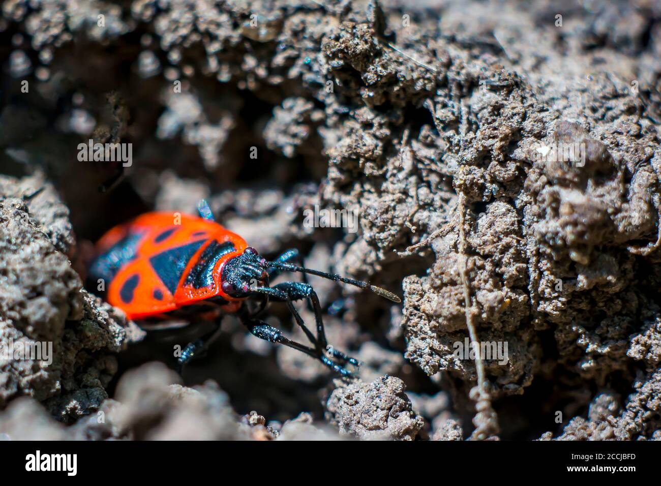 macro insect fire bug looks up close to the earth Stock Photo - Alamy