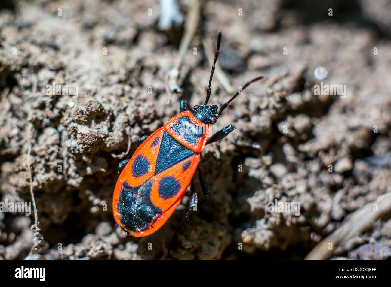 macro insect fire bug comes from the earth very close Stock Photo - Alamy