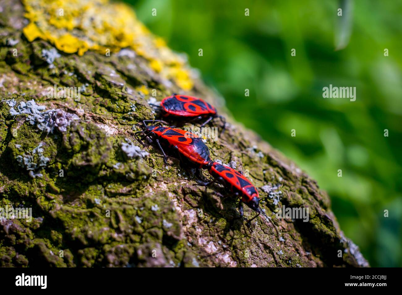 three macro insect Fire bug mating in spring Stock Photo - Alamy