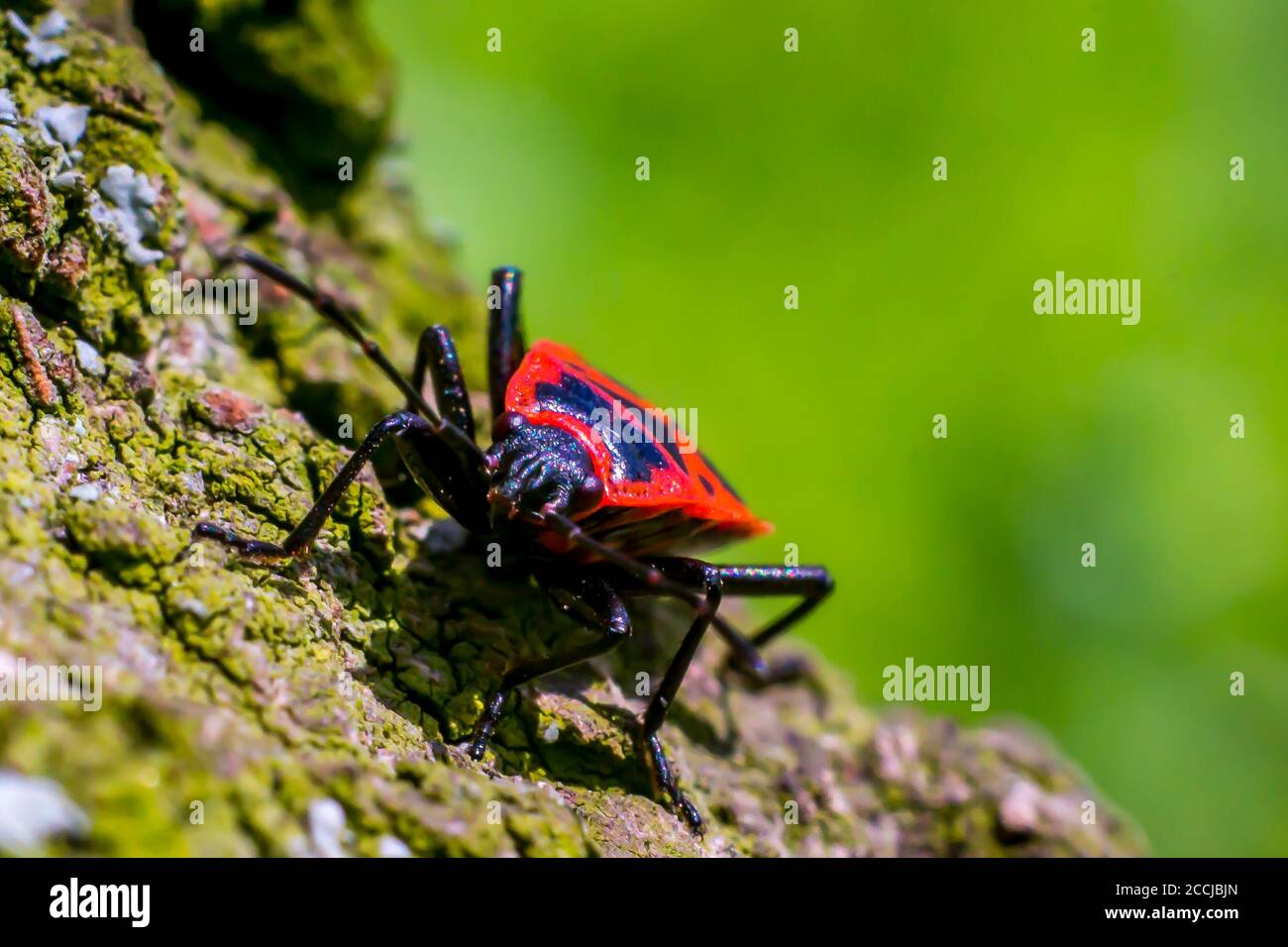fire bug macro insect close up in spring Stock Photo - Alamy