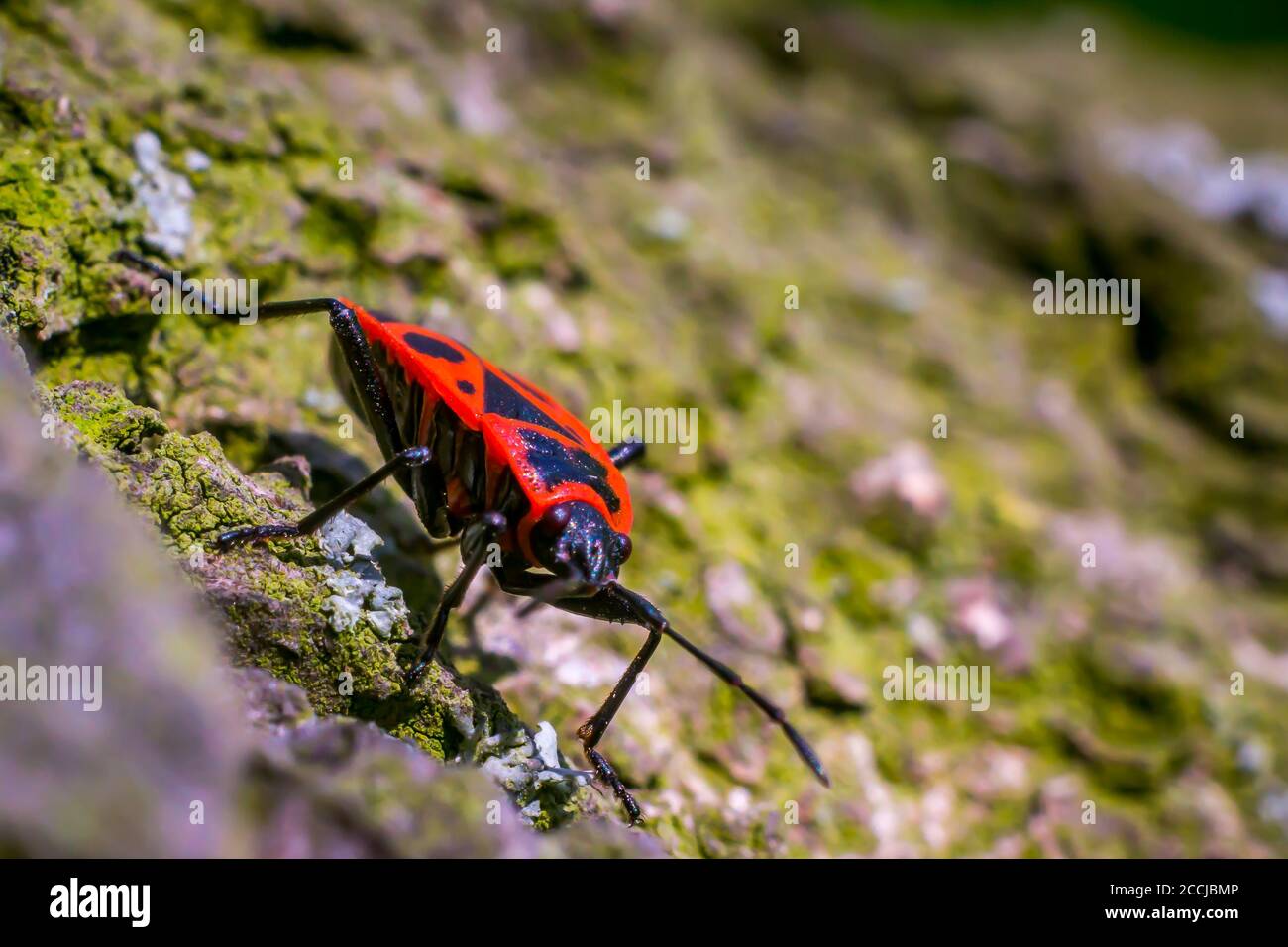 macro insect fire bug close up in spring Stock Photo - Alamy