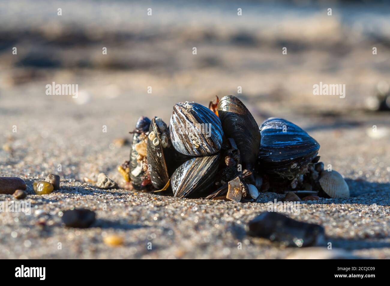 shells on a stage at the baltic beach Stock Photo - Alamy