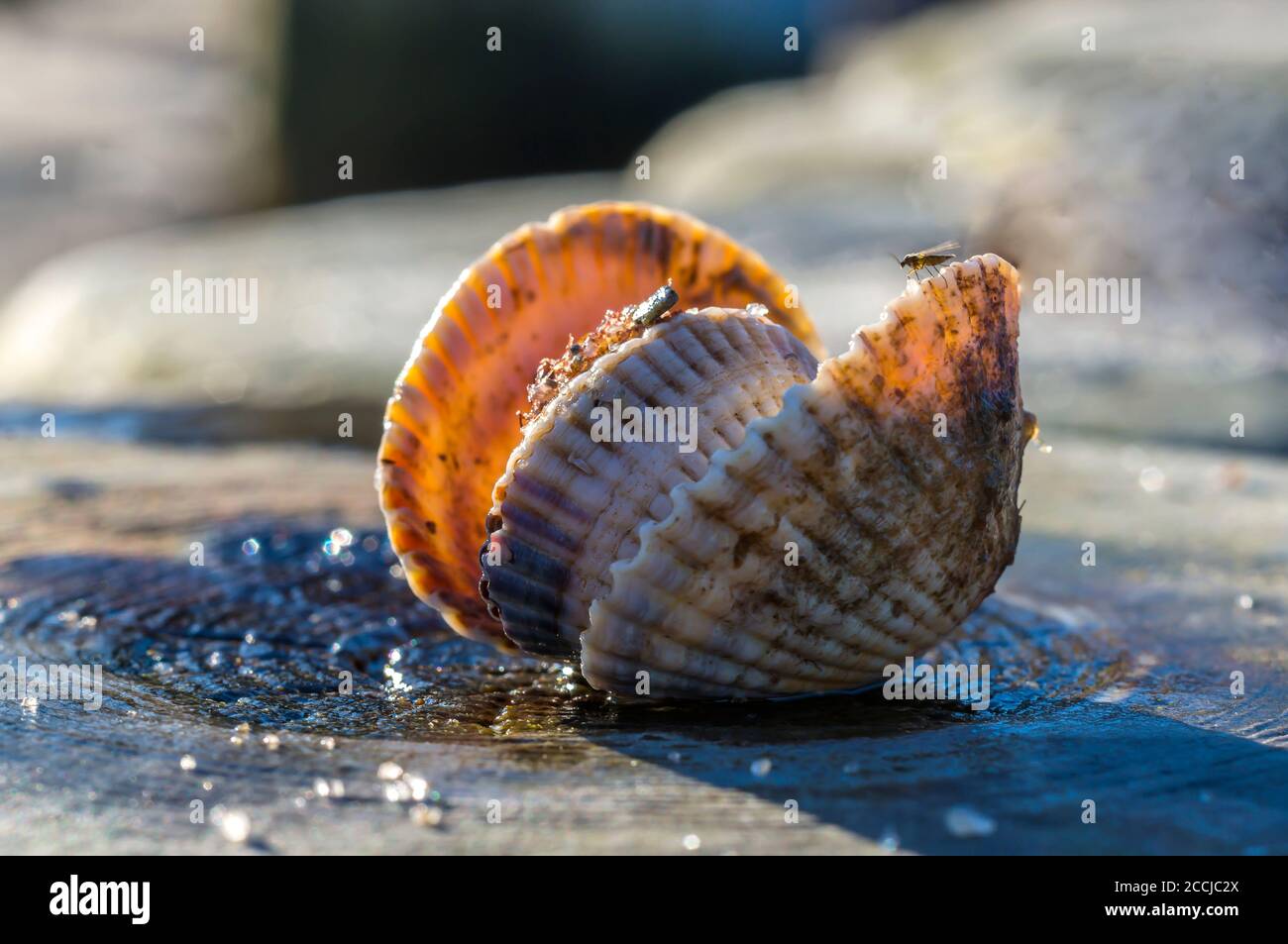shells on a stage at the baltic beach Stock Photo - Alamy