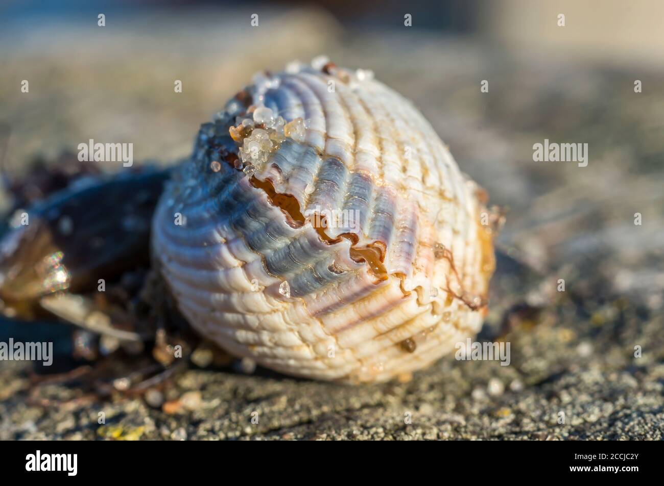shells on a stage at the baltic beach Stock Photo - Alamy