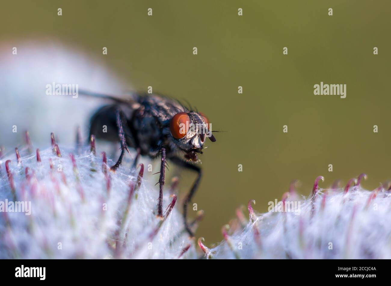 White albino in a meadow hi-res stock photography and images - Alamy