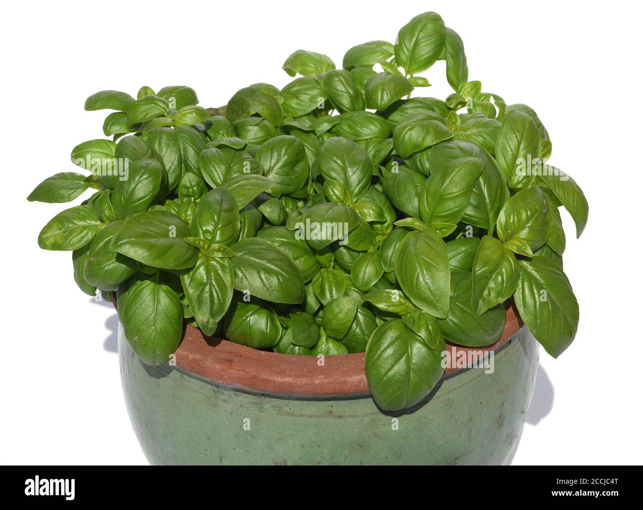 Basilikum, Ocimum basilicum, ist eine Heilpflanze und Kuechengewuerz ...