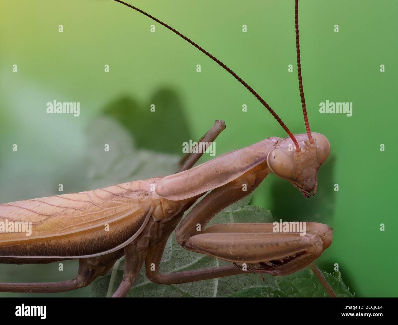 Brown And Green Praying Mantis