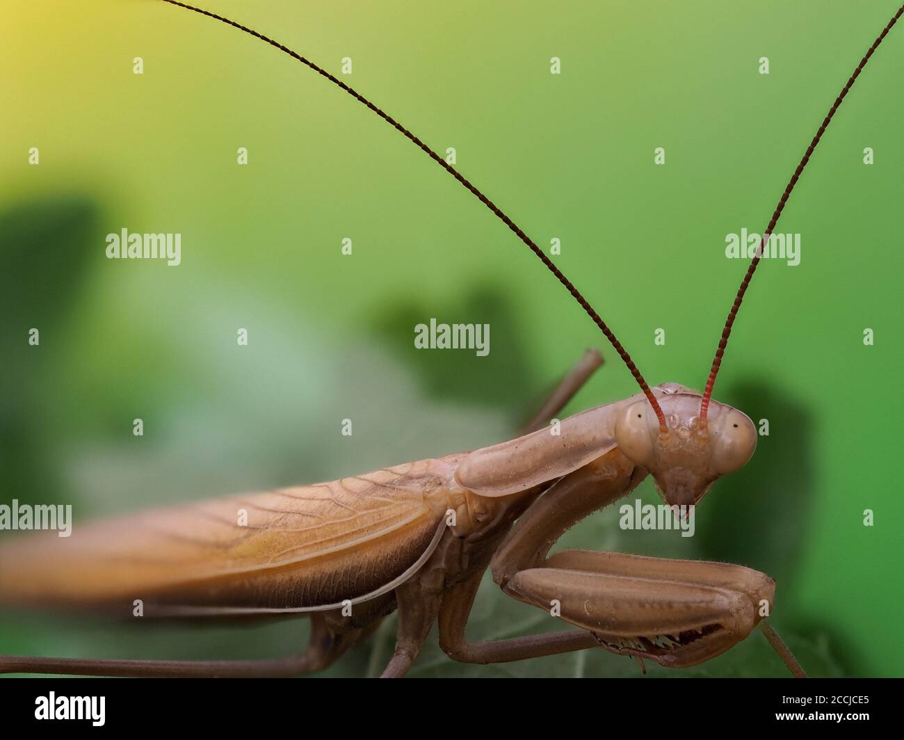 Close-up of a brown praying mantis sitting on a green leaf Stock Photo ...