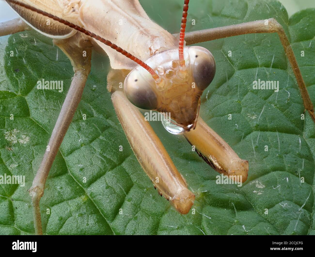 Close-up of a brown praying mantis with water drop on the head Stock ...