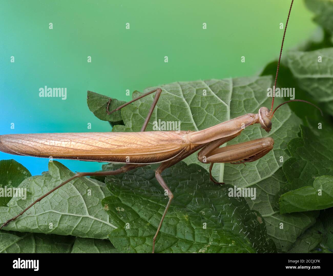 Close-up of a brown praying mantis with multi colored background Stock ...
