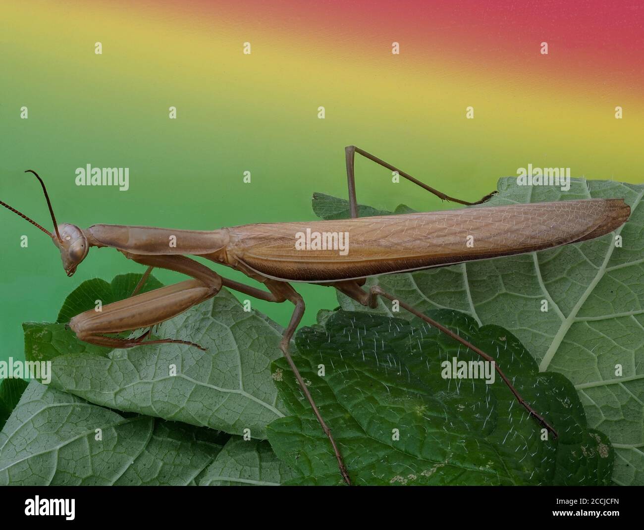 Close-up of a brown praying mantis with multi colored background Stock ...