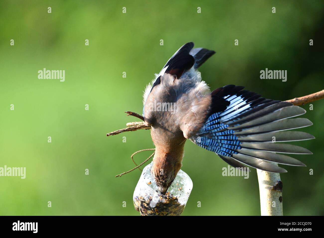 The Eurasian jay hanging and eating on tallow ball with sunflower seeds ...