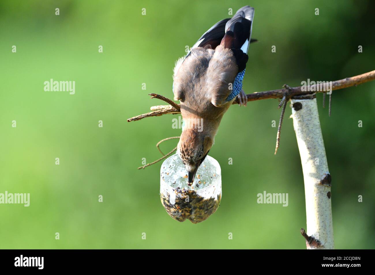 The Eurasian jay hanging and eating on tallow ball with sunflower seeds ...