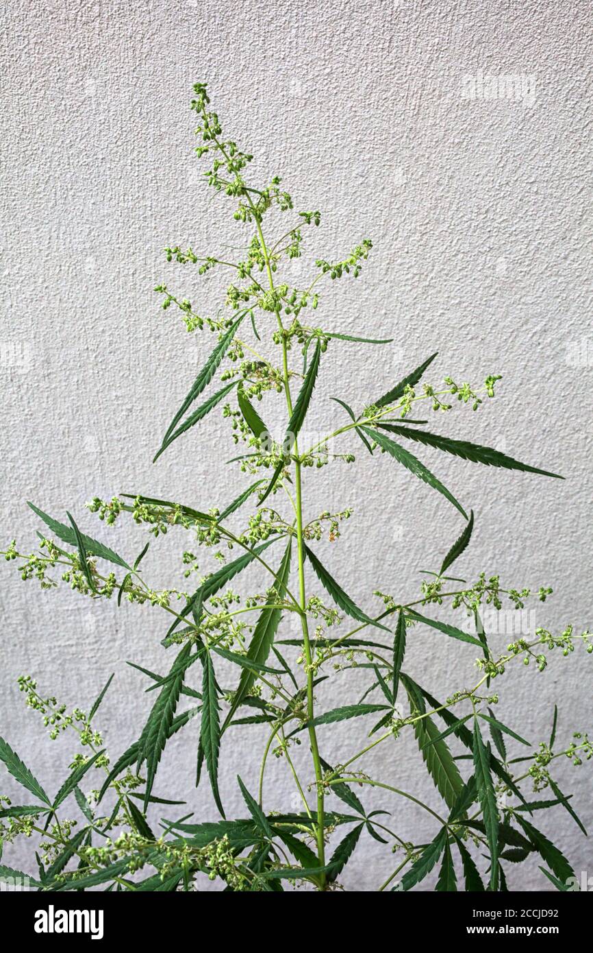 hemp flowers, hemp grown in the fresh air Stock Photo - Alamy