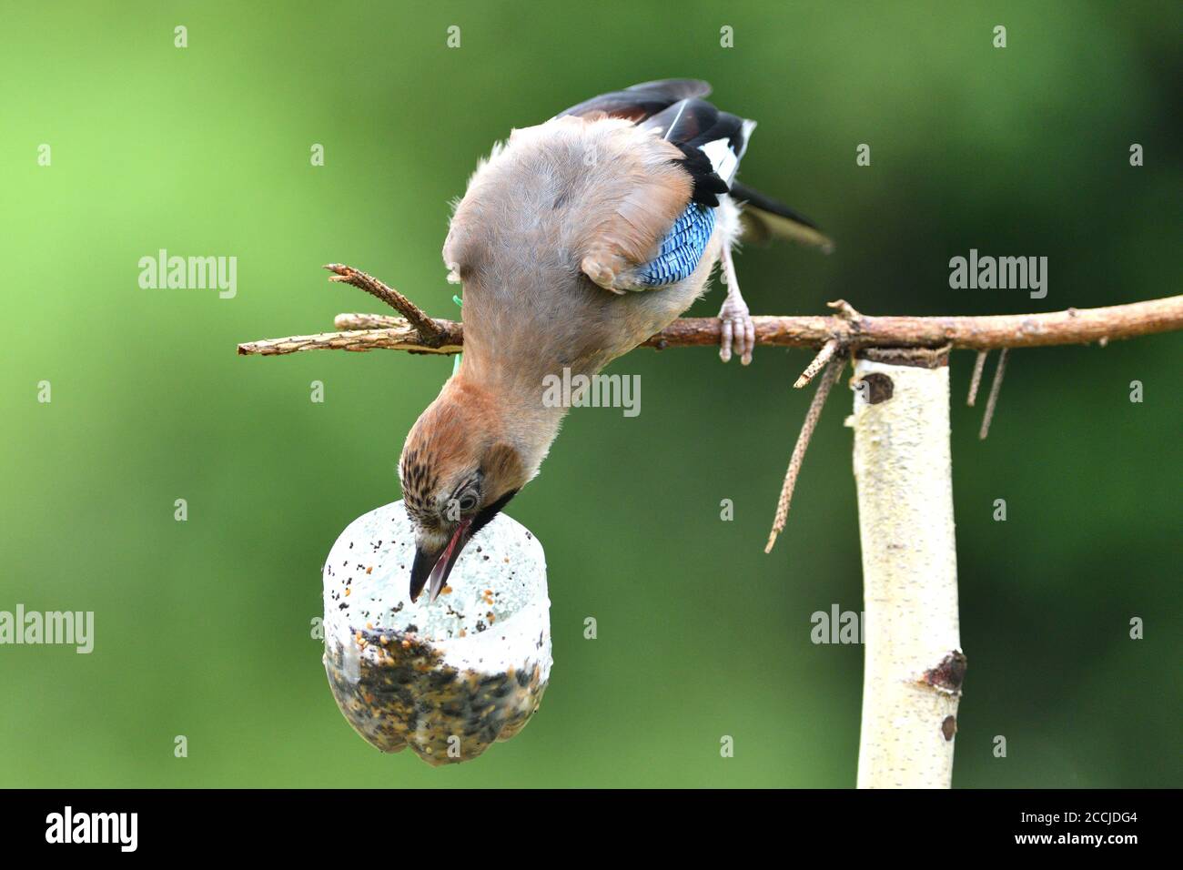 The Eurasian jay hanging and eating on tallow ball with sunflower seeds ...
