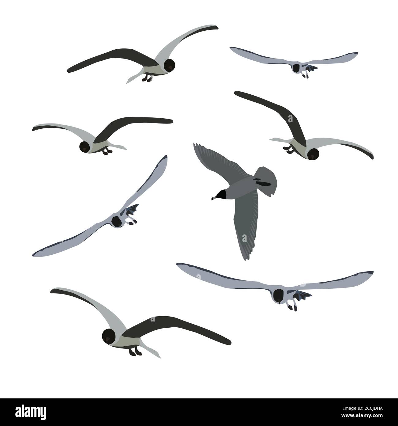 Set of flying seagulls isolated on white. Tern birds in different poses ...
